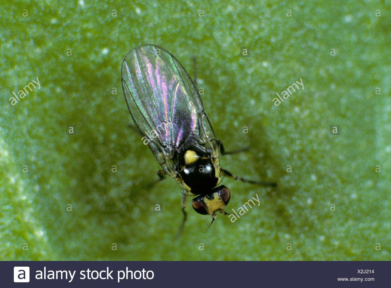 Liriomyza Stock Photos & Liriomyza Stock Images - Alamy