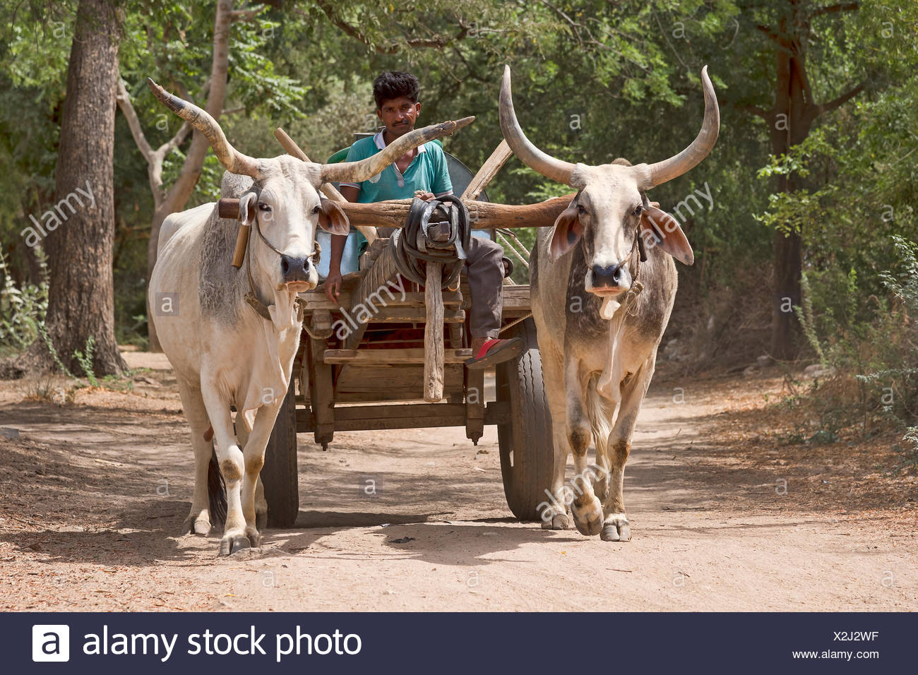 Indian Cow Drought India High Resolution Stock Photography and Images ...