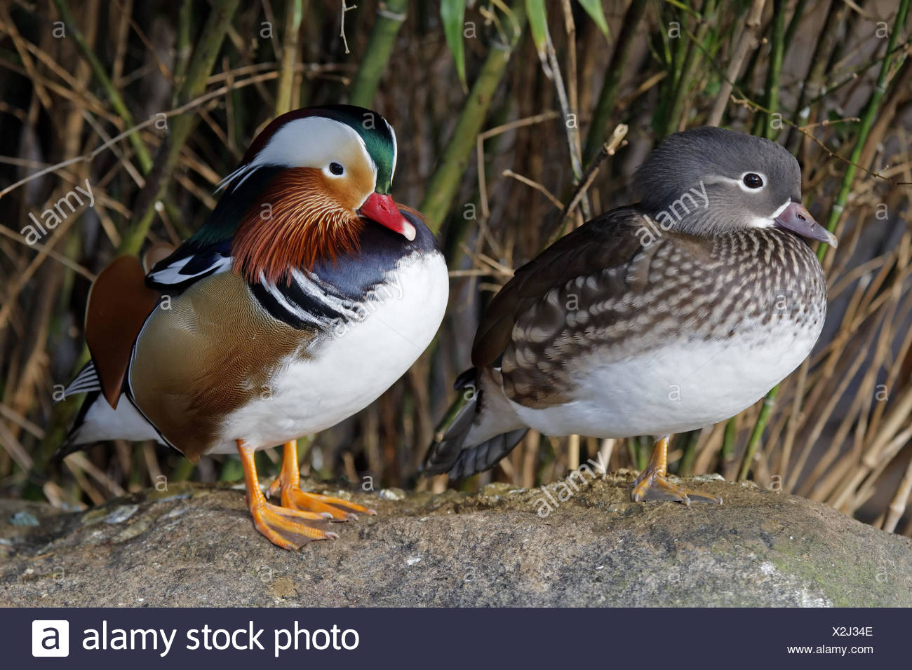 Mandarin Ducks Male And Female High Resolution Stock Photography and Images - Alamy