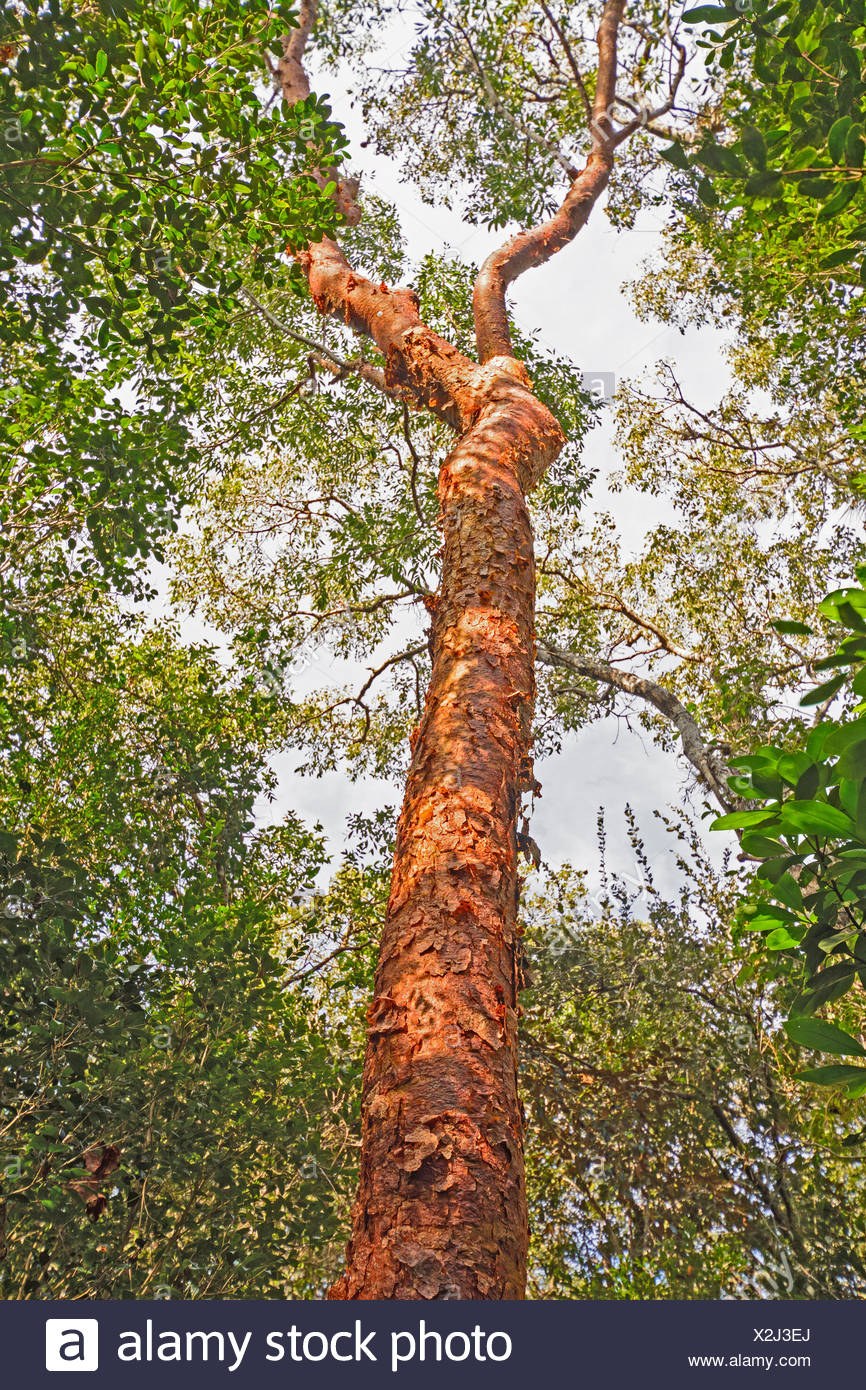 Gumbo Limbo Tree High Resolution Stock Photography and Images - Alamy