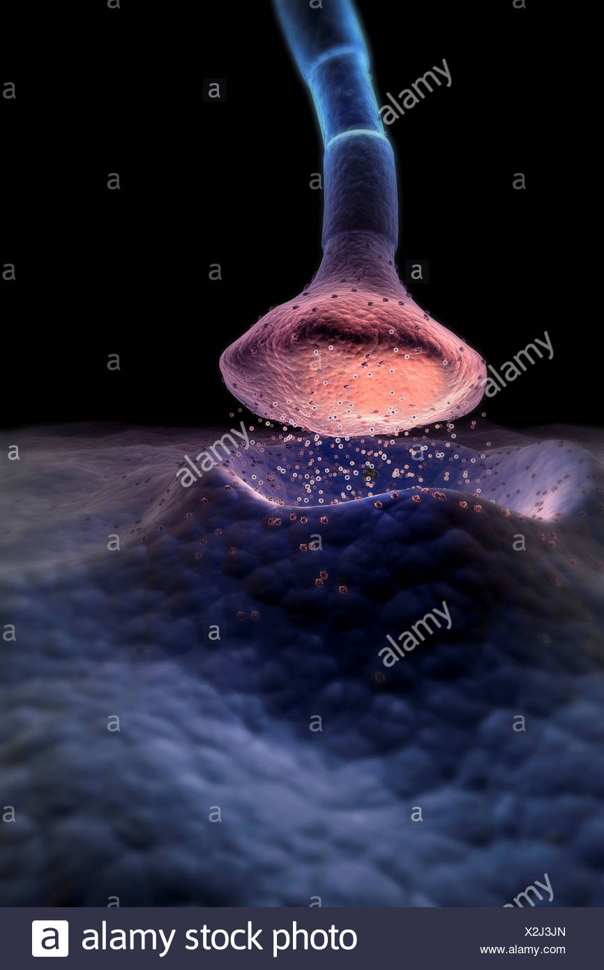 Synaptic Cleft High Resolution Stock Photography and Images - Alamy
