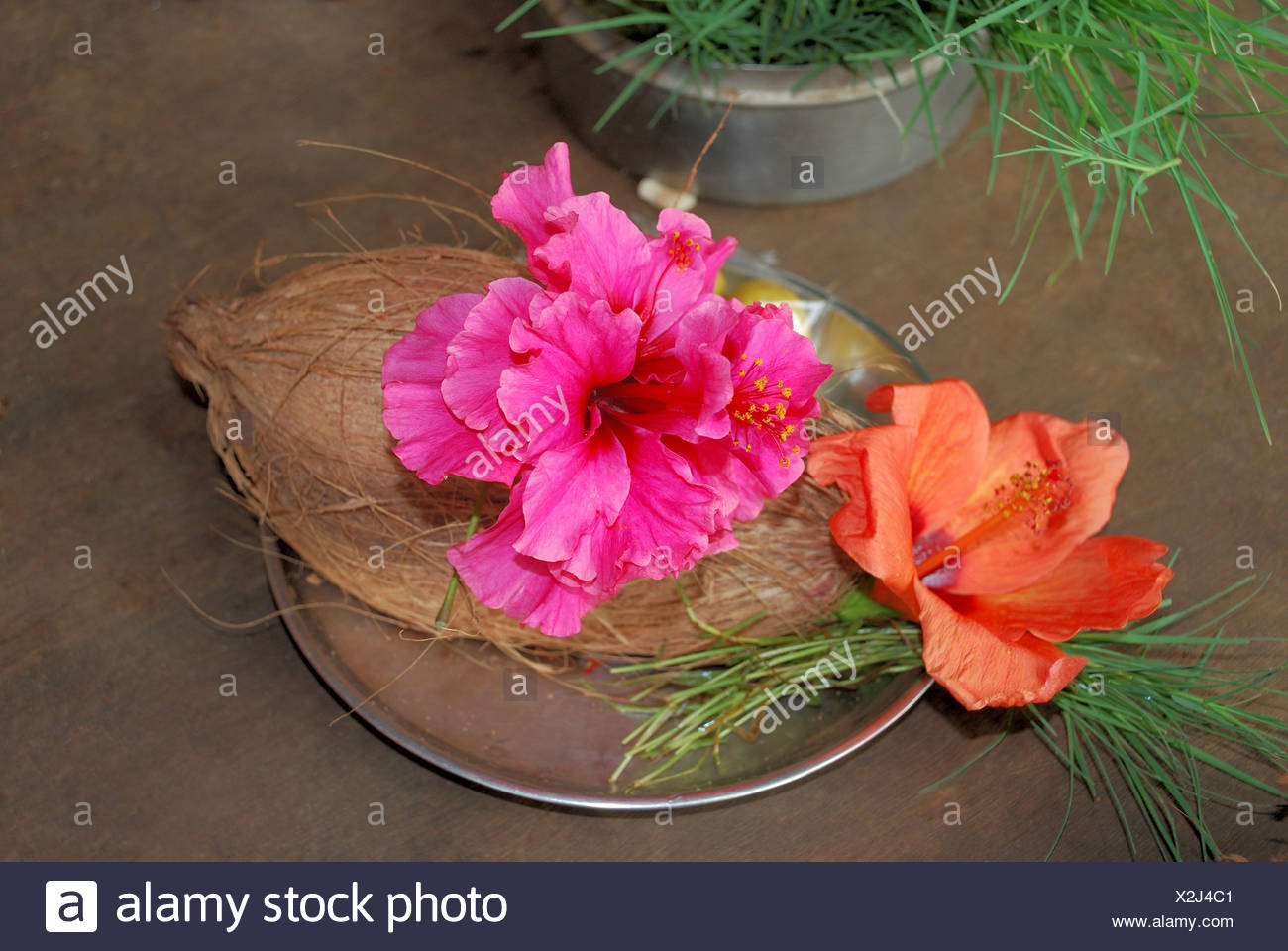 Indian Grass Type High Resolution Stock Photography and Images - Alamy