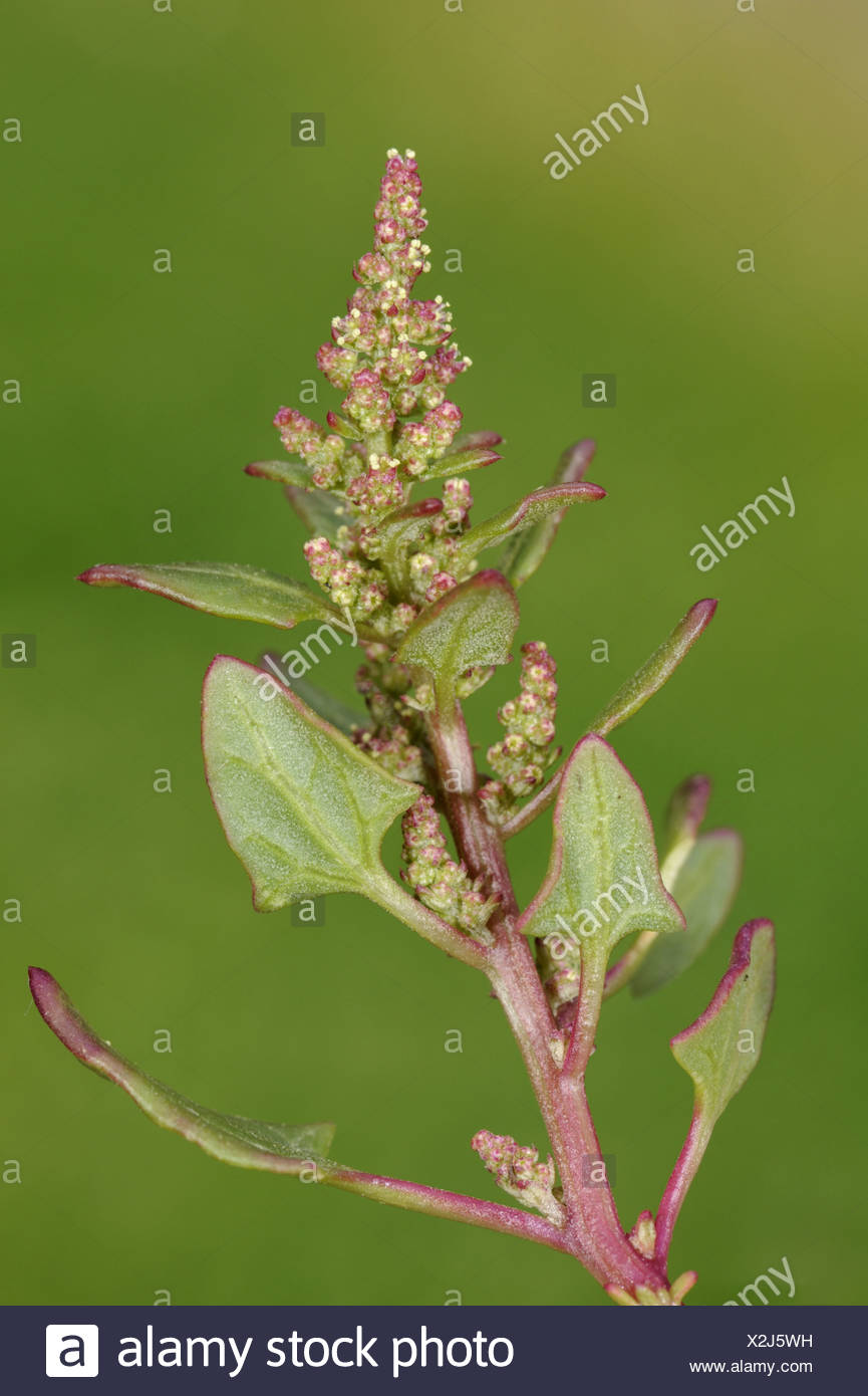 Red Goosefoot Chenopodium Rubrum High Resolution Stock Photography and ...