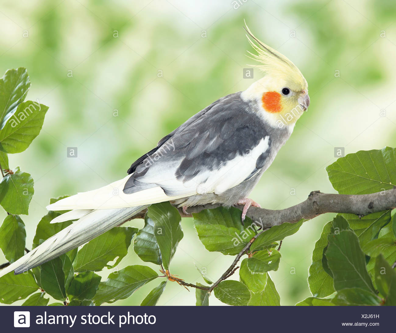 Cockatiel Branch High Resolution Stock Photography and Images - Alamy