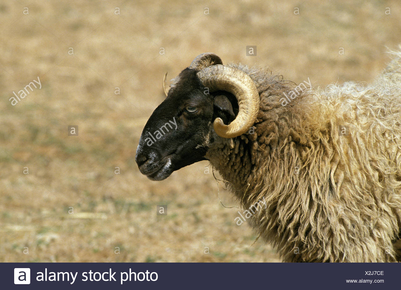Sheep Called Manech A Tete Noire High Resolution Stock Photography and ...