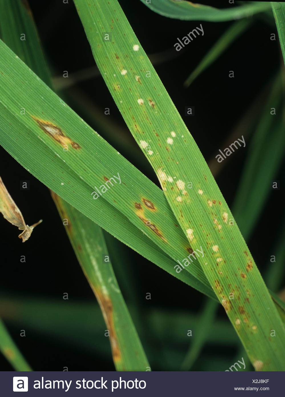 Pyricularia Oryzae High Resolution Stock Photography and Images - Alamy