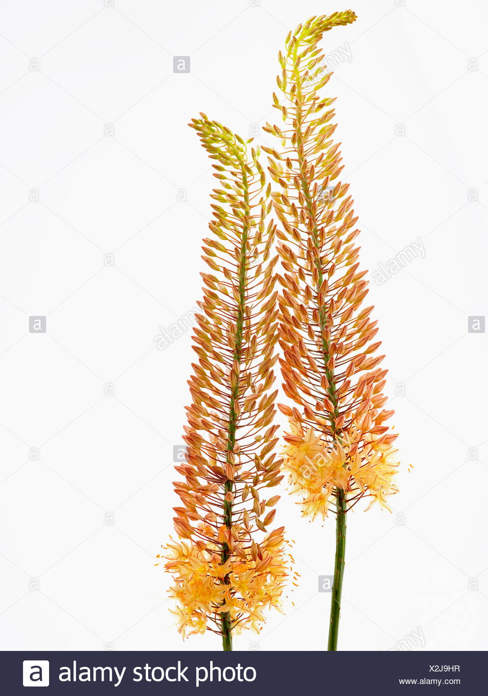 Foxtail Lily Eremurus High Resolution Stock Photography and Images - Alamy