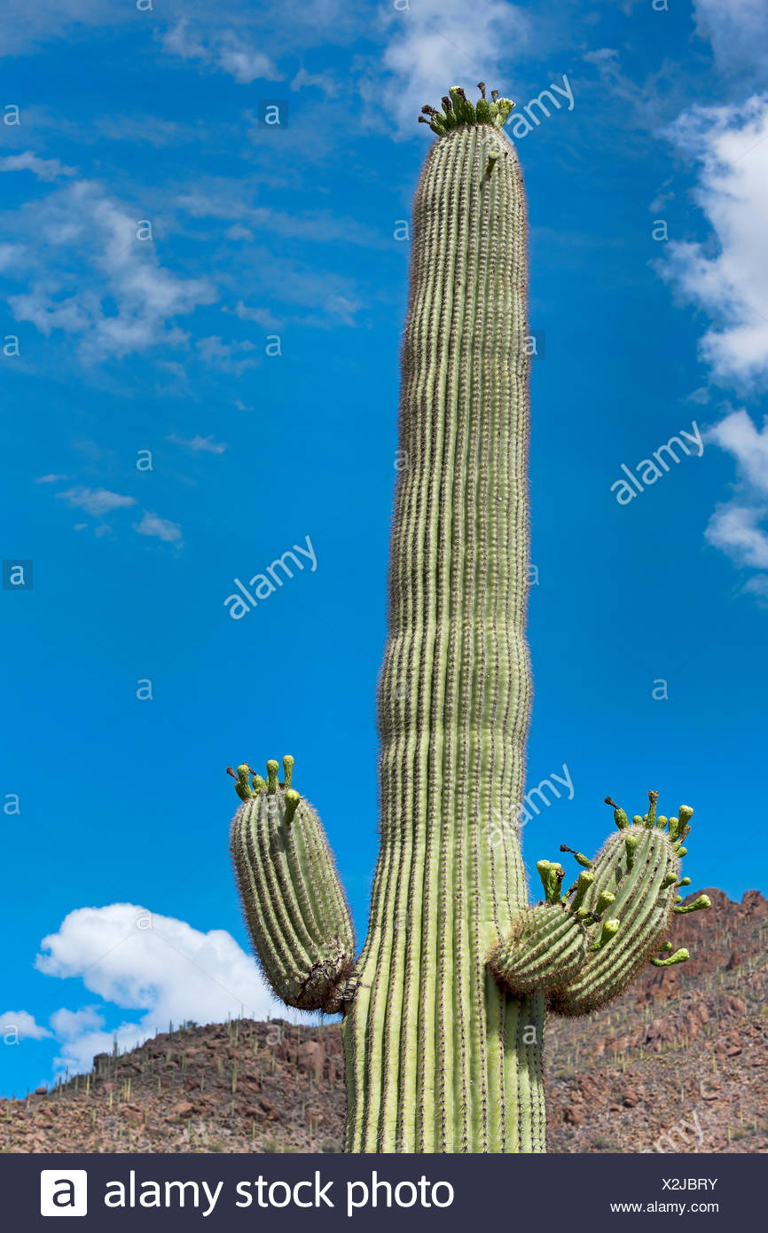 Cactus Sprout Stock Photos & Cactus Sprout Stock Images - Alamy