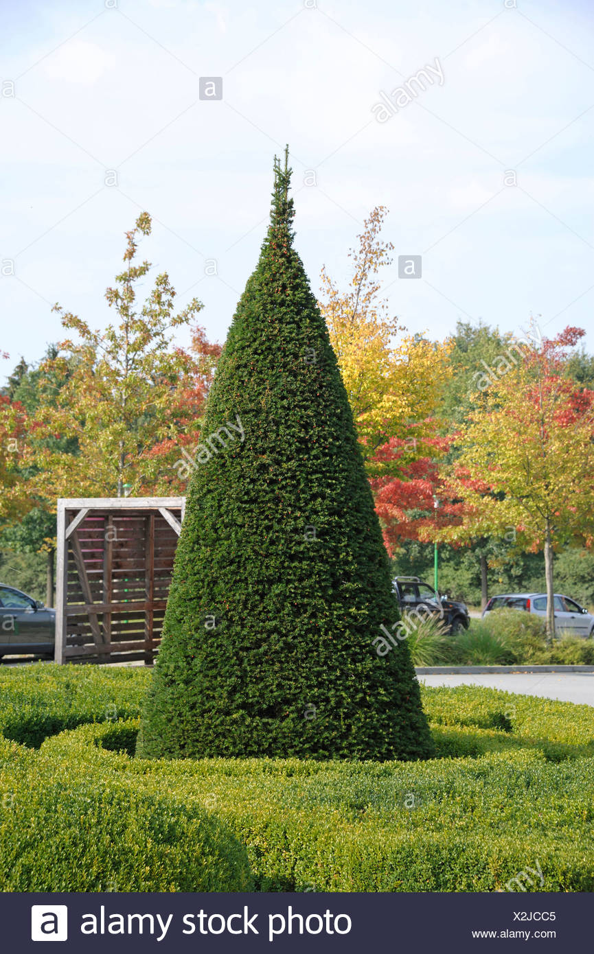 Yew Topiary High Resolution Stock Photography and Images - Alamy