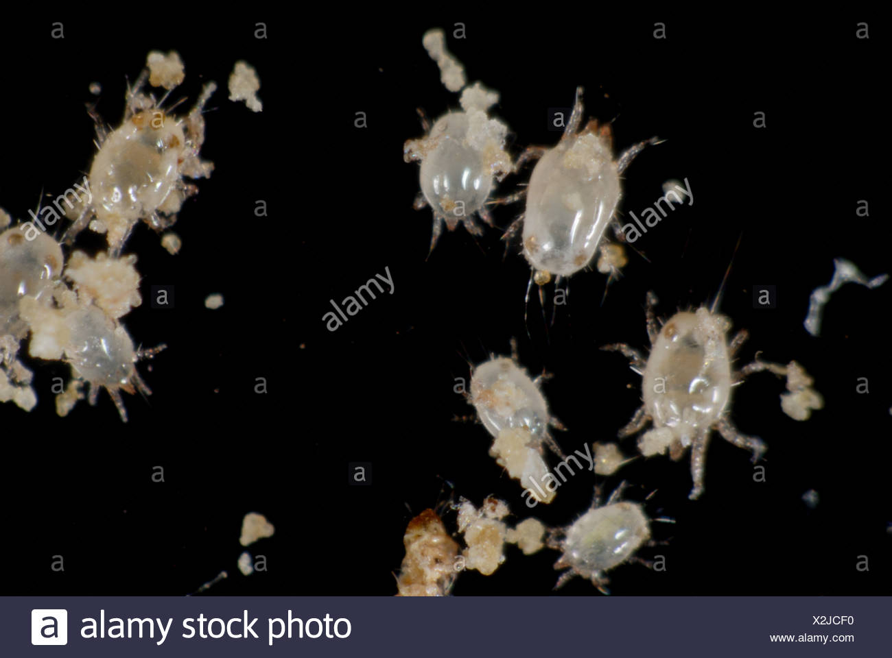 Tyrophagus Stock Photos & Tyrophagus Stock Images - Alamy