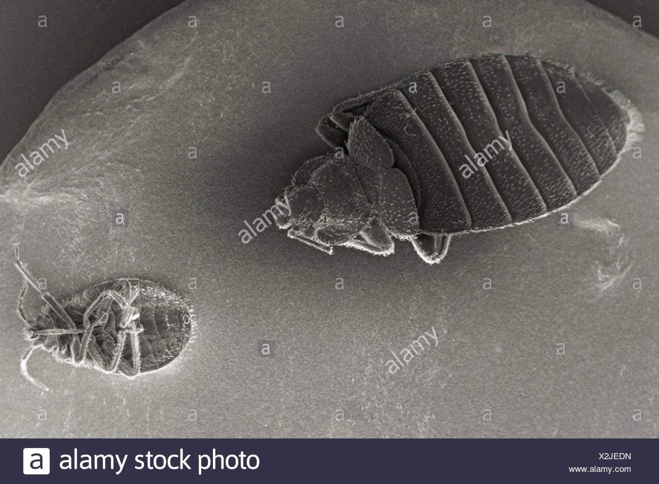 Insect Antenna Sem Stock Photos & Insect Antenna Sem Stock Images - Alamy