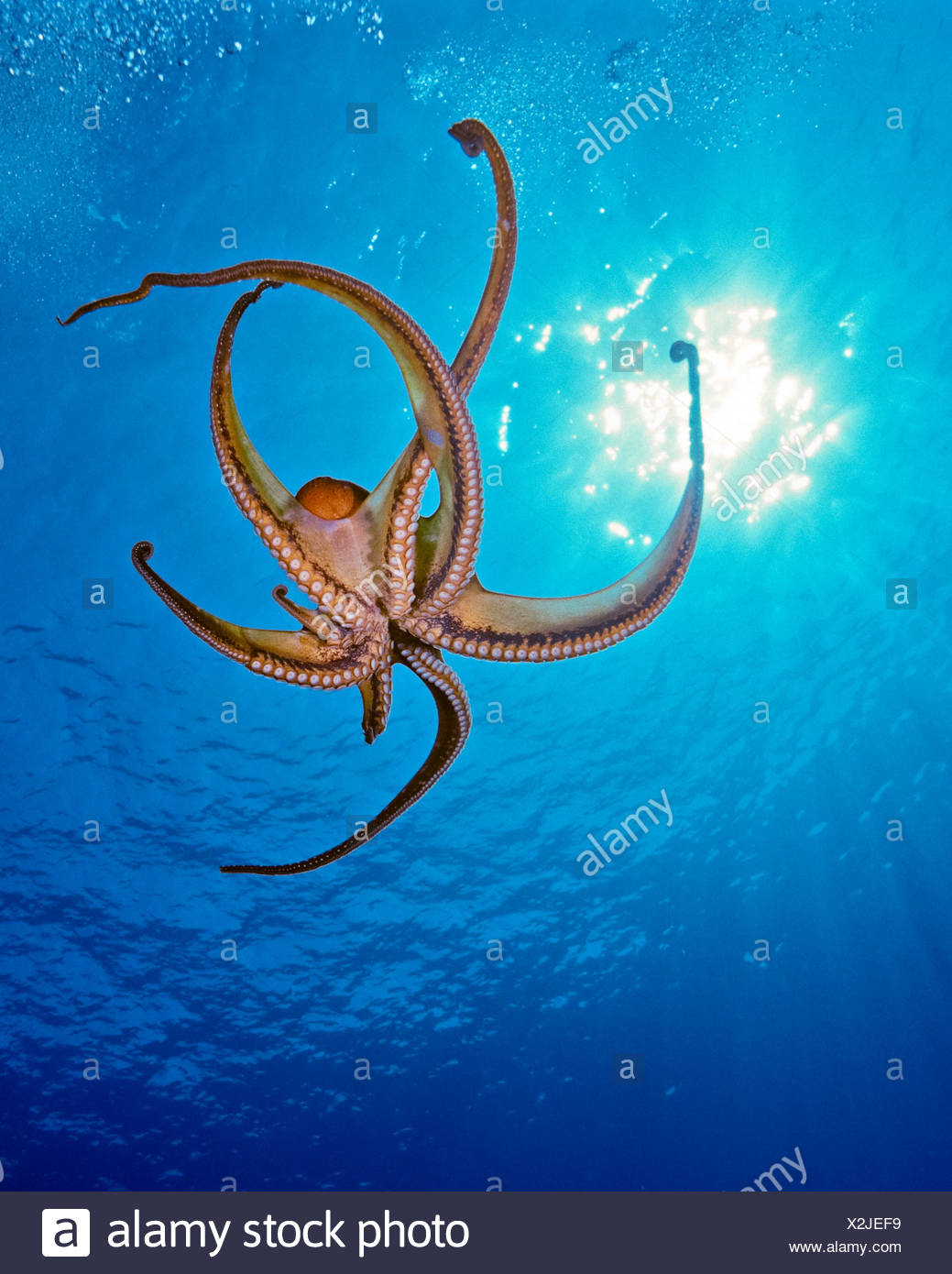 Usa Day Octopus Octopus Cyanea On Ocean Floor Hawaii