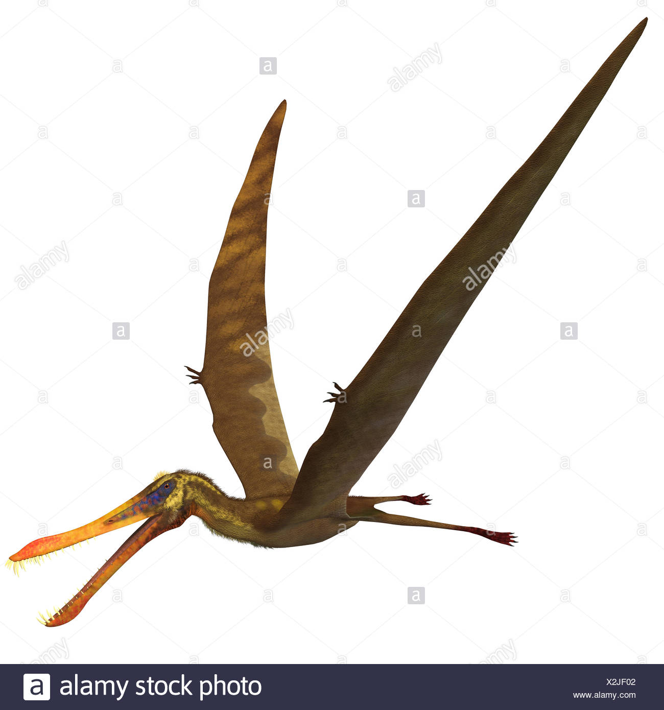 Pterosaur Wing Stock Photos & Pterosaur Wing Stock Images - Alamy