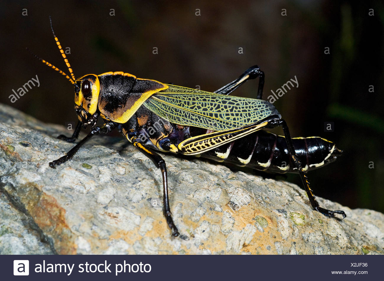 Lubber Grasshoppers High Resolution Stock Photography and Images - Alamy