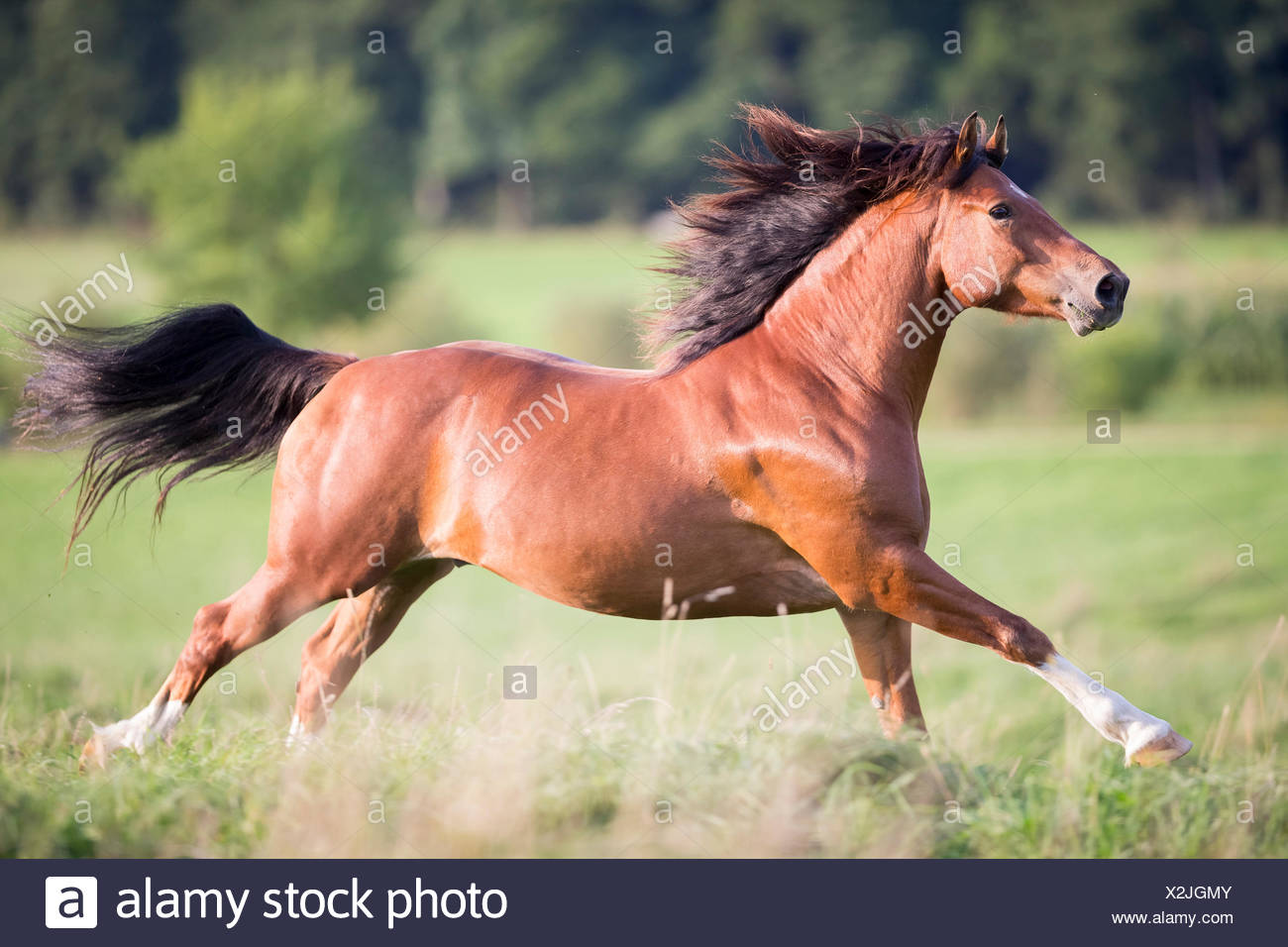 Freiberger Horse Stock Photos & Freiberger Horse Stock Images - Alamy