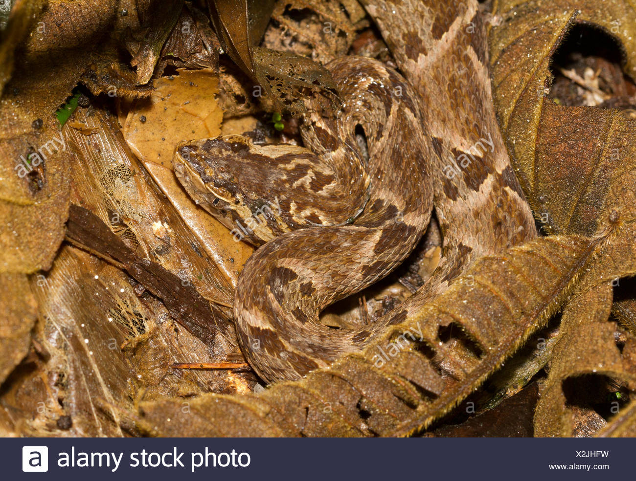 Bothrops Asper Stock Photos & Bothrops Asper Stock Images - Alamy