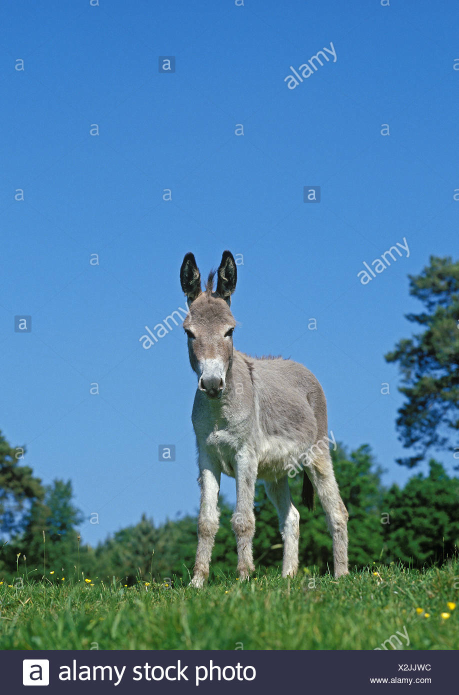 Breed Donkeys High Resolution Stock Photography and Images - Alamy