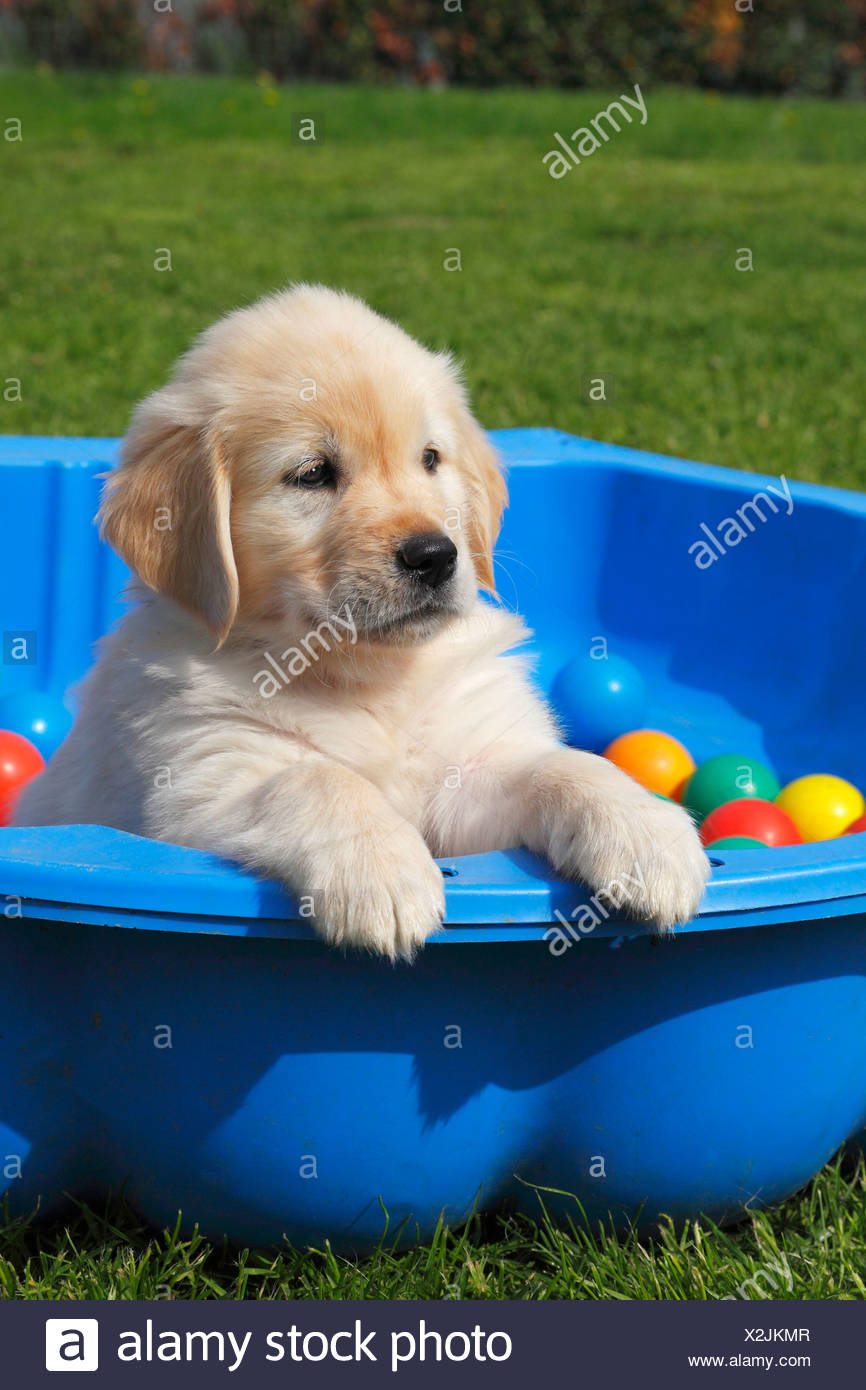 Puppy Pool High Resolution Stock Photography and Images - Alamy