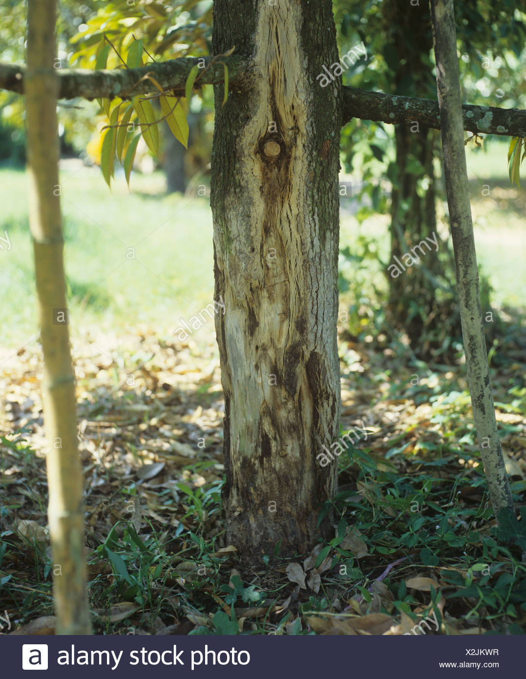 Root Rot Stock Photos & Root Rot Stock Images - Alamy