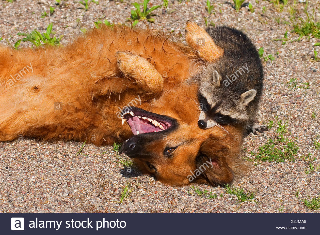 Raccoon As Pet High Resolution Stock Photography and Images - Alamy