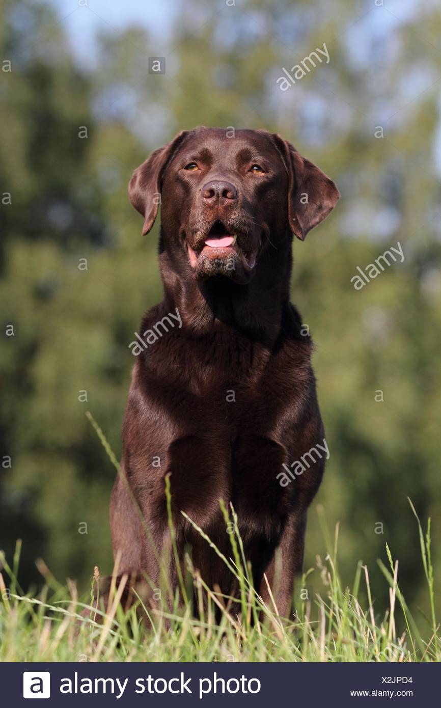 Adult Chocolate Labrador Retriever Sitting High Resolution Stock ...