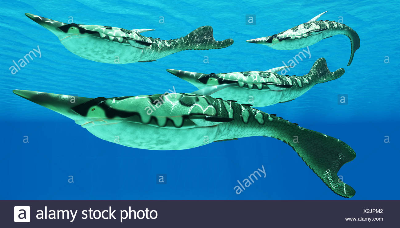 Pteraspis High Resolution Stock Photography and Images - Alamy