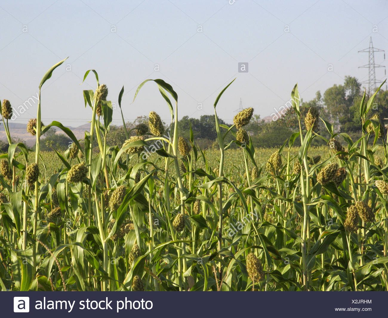 Jawar Stock Photos & Jawar Stock Images - Alamy