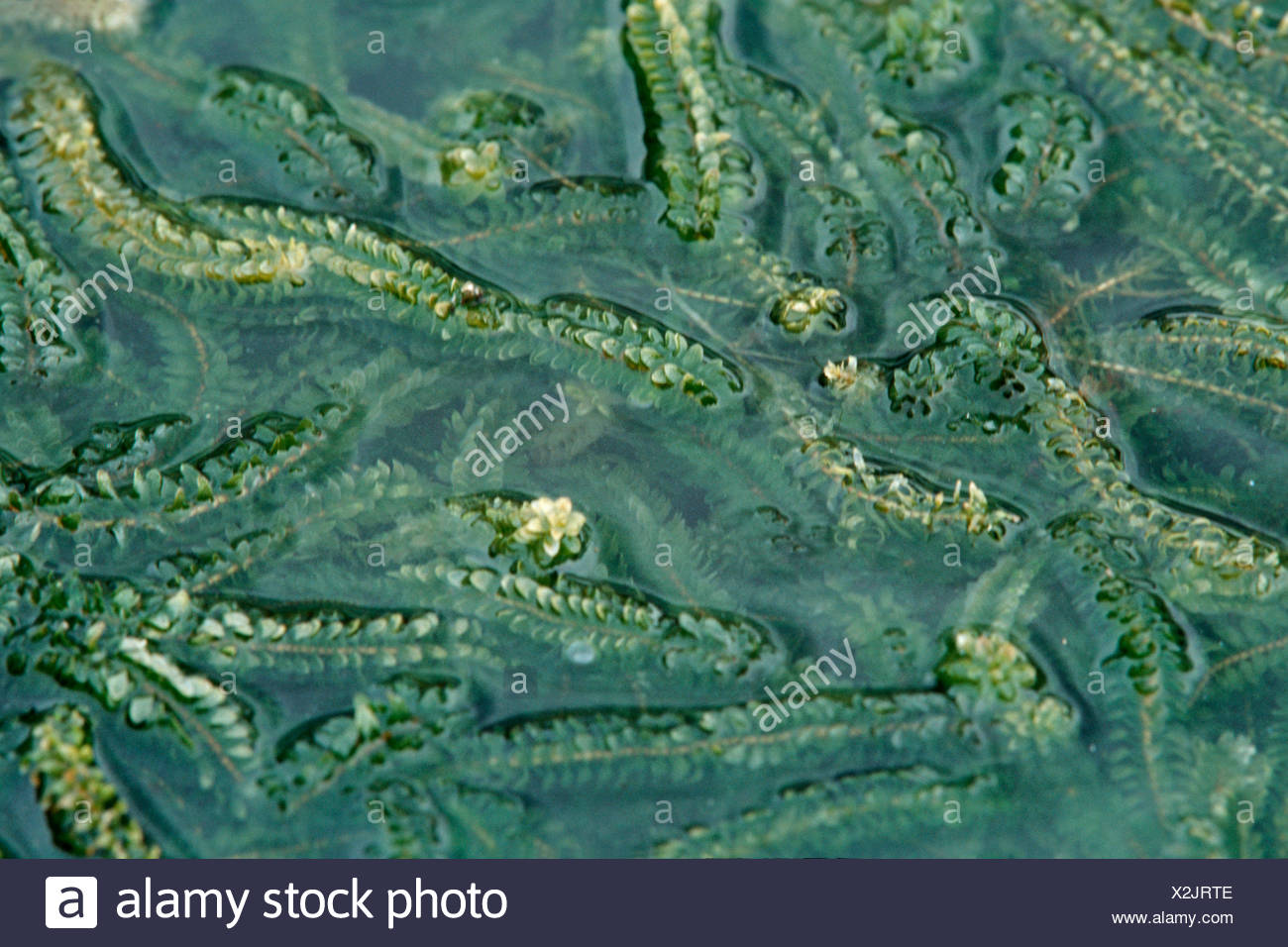 Elodea Plant High Resolution Stock Photography and Images - Alamy