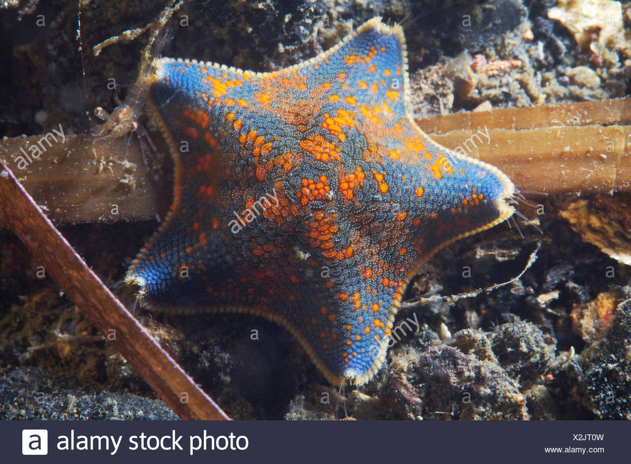 Asterina Stock Photos & Asterina Stock Images - Alamy