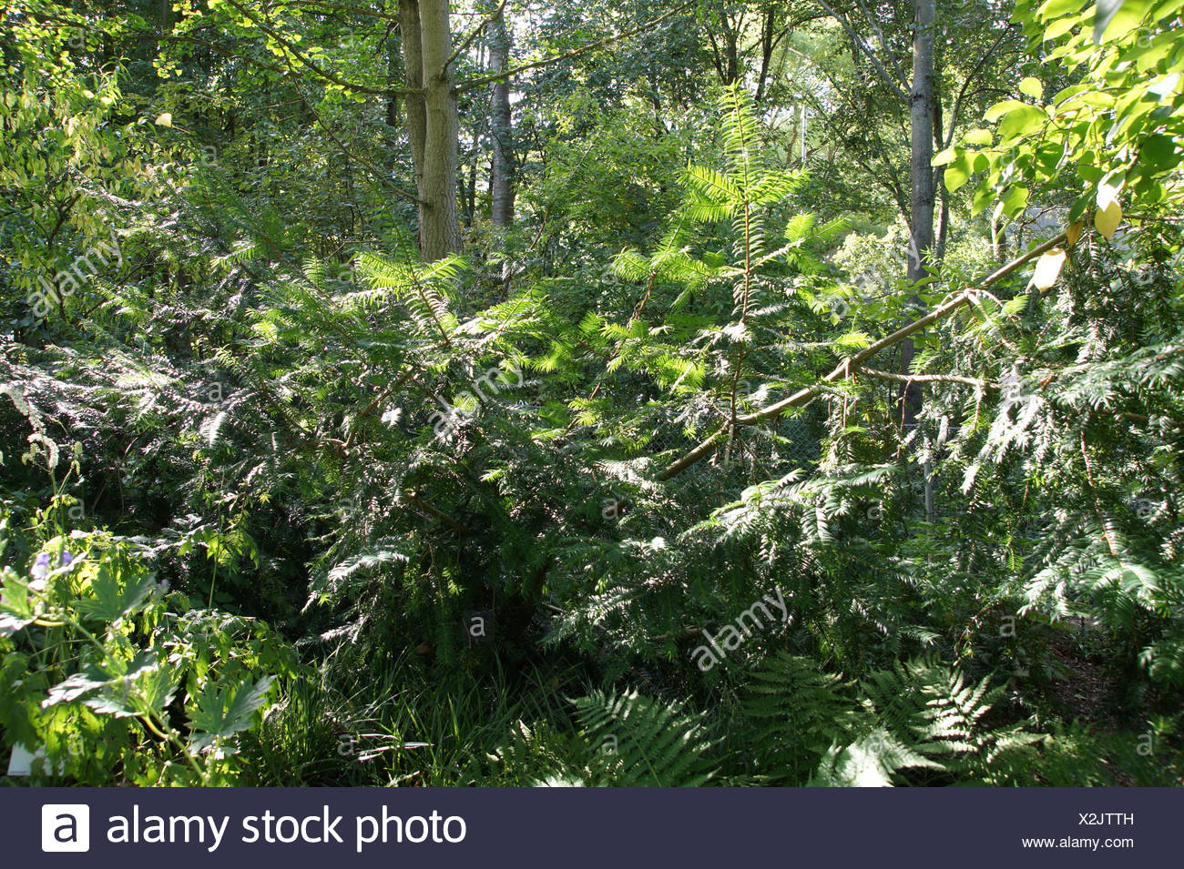 Torreya Nucifera Japanese Nutmeg High Resolution Stock Photography and ...