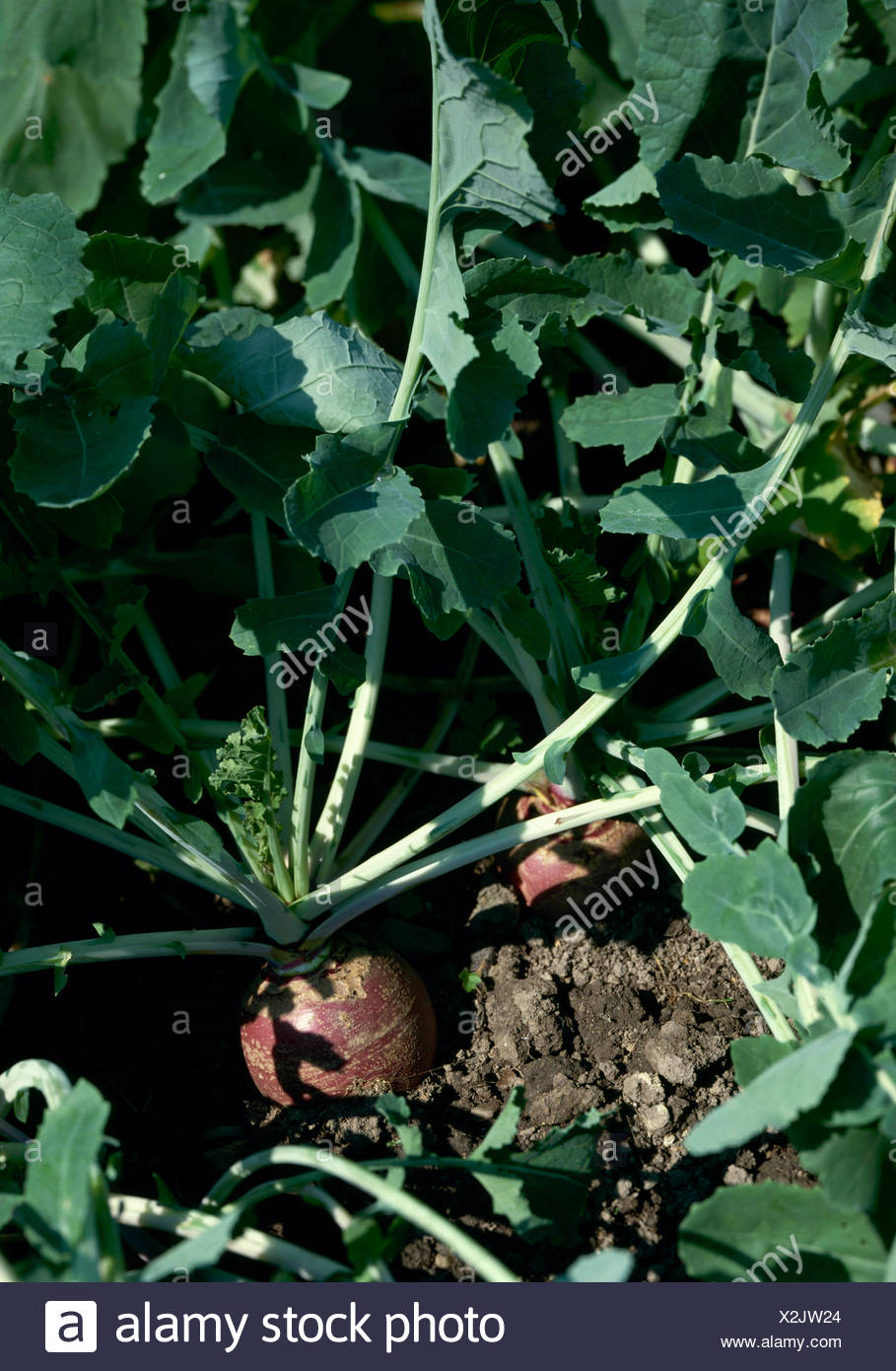 Growing Swede High Resolution Stock Photography and Images - Alamy