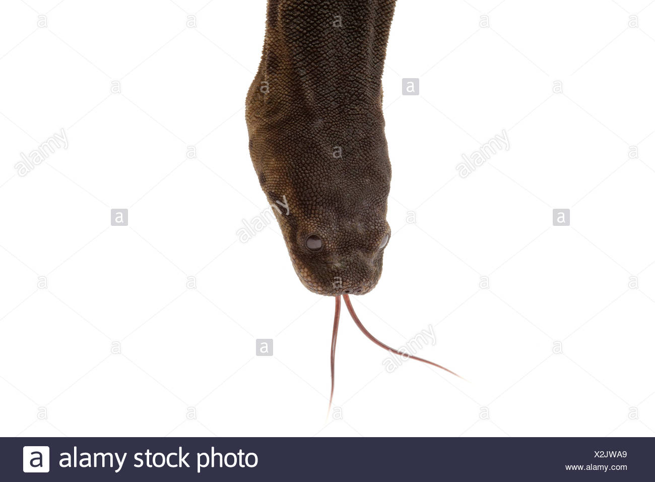 File Snake High Resolution Stock Photography and Images - Alamy