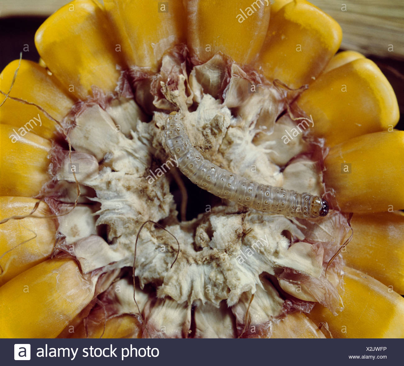 Ostrinia Nubilalis High Resolution Stock Photography and Images - Alamy