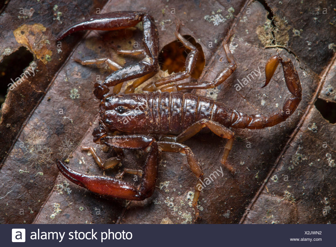 Central America Scorpions High Resolution Stock Photography and Images ...