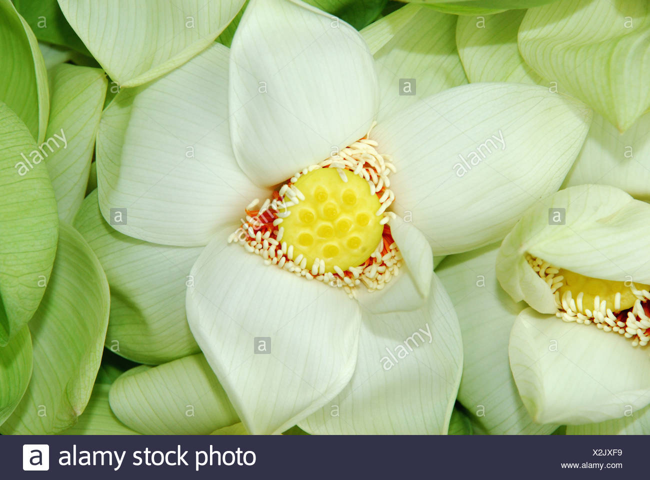God Flower Stock Photos & God Flower Stock Images - Alamy