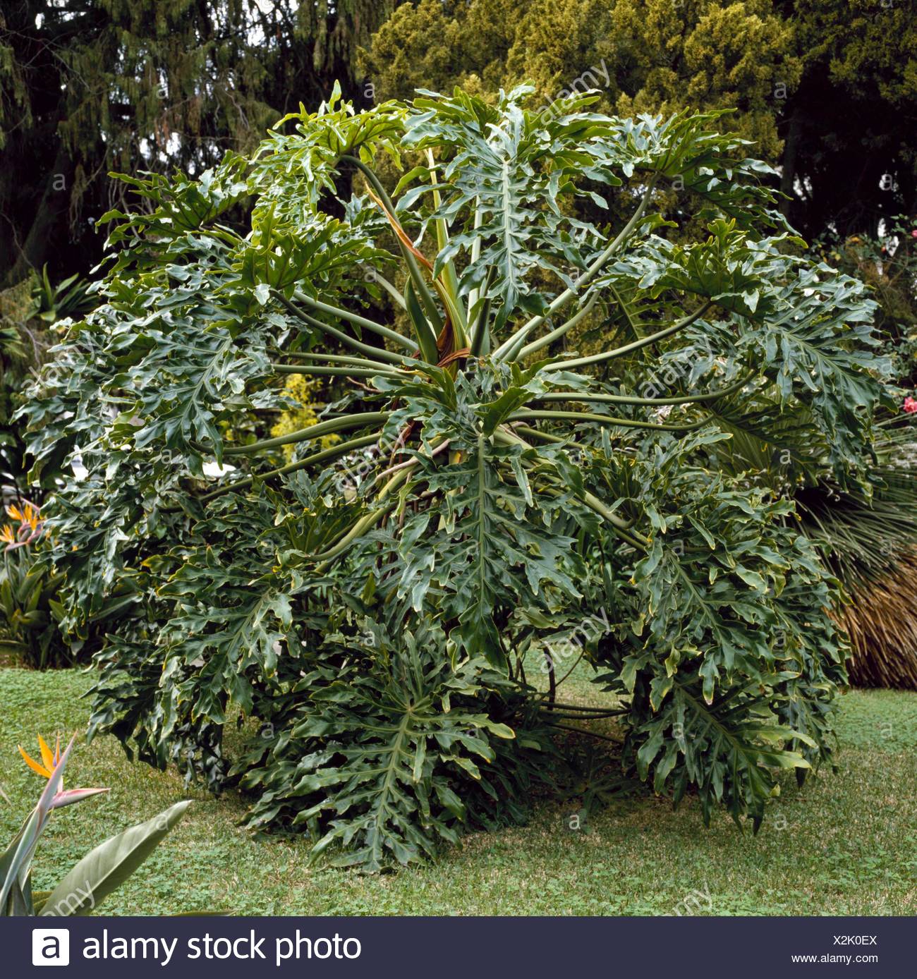 Philodendron Bipinnatifidum High Resolution Stock Photography and ...