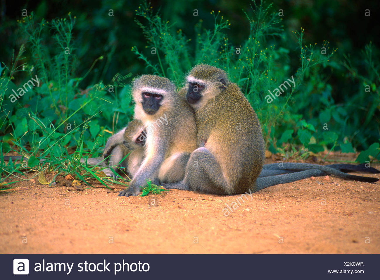 Velvet Monkey High Resolution Stock Photography and Images - Alamy