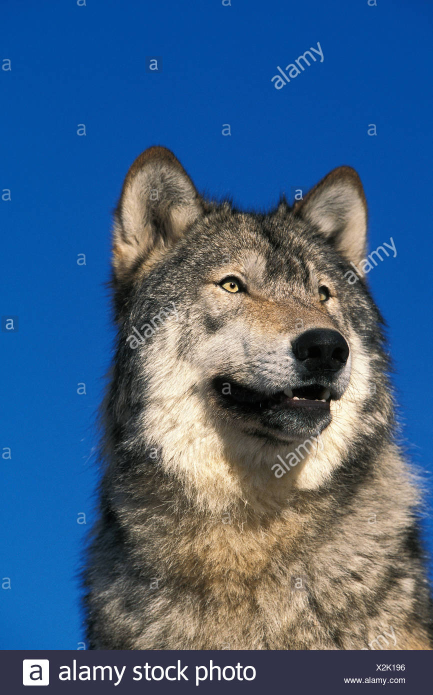 North American Grey Wolf Canis Lupus Occidentalis Stock Photos & North ...