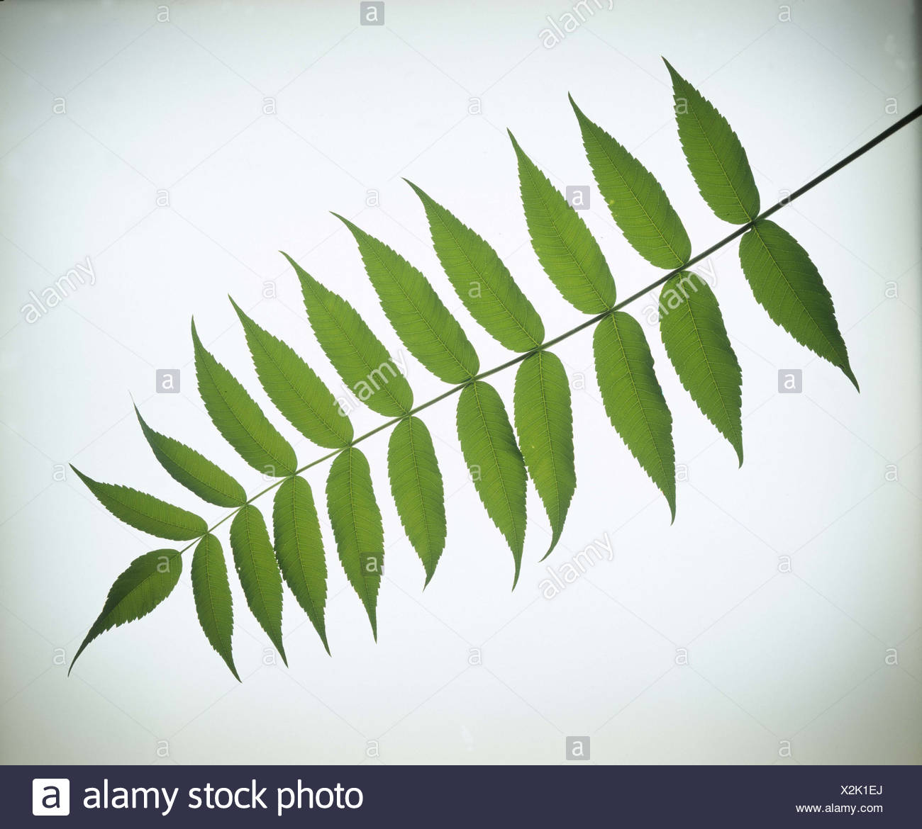 Pinnate Compound Leaf High Resolution Stock Photography and Images - Alamy