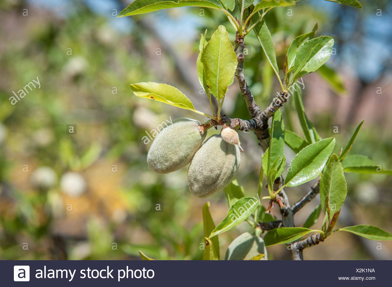 Sea Almond Tree Stock Photos & Sea Almond Tree Stock Images - Alamy