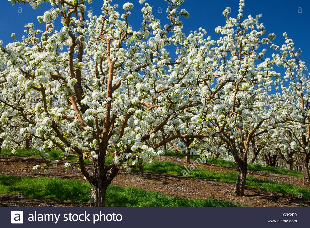 Hood Pear High Resolution Stock Photography and Images - Alamy