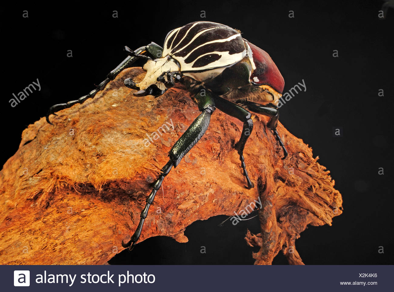 Goliath Beetle High Resolution Stock Photography and Images - Alamy