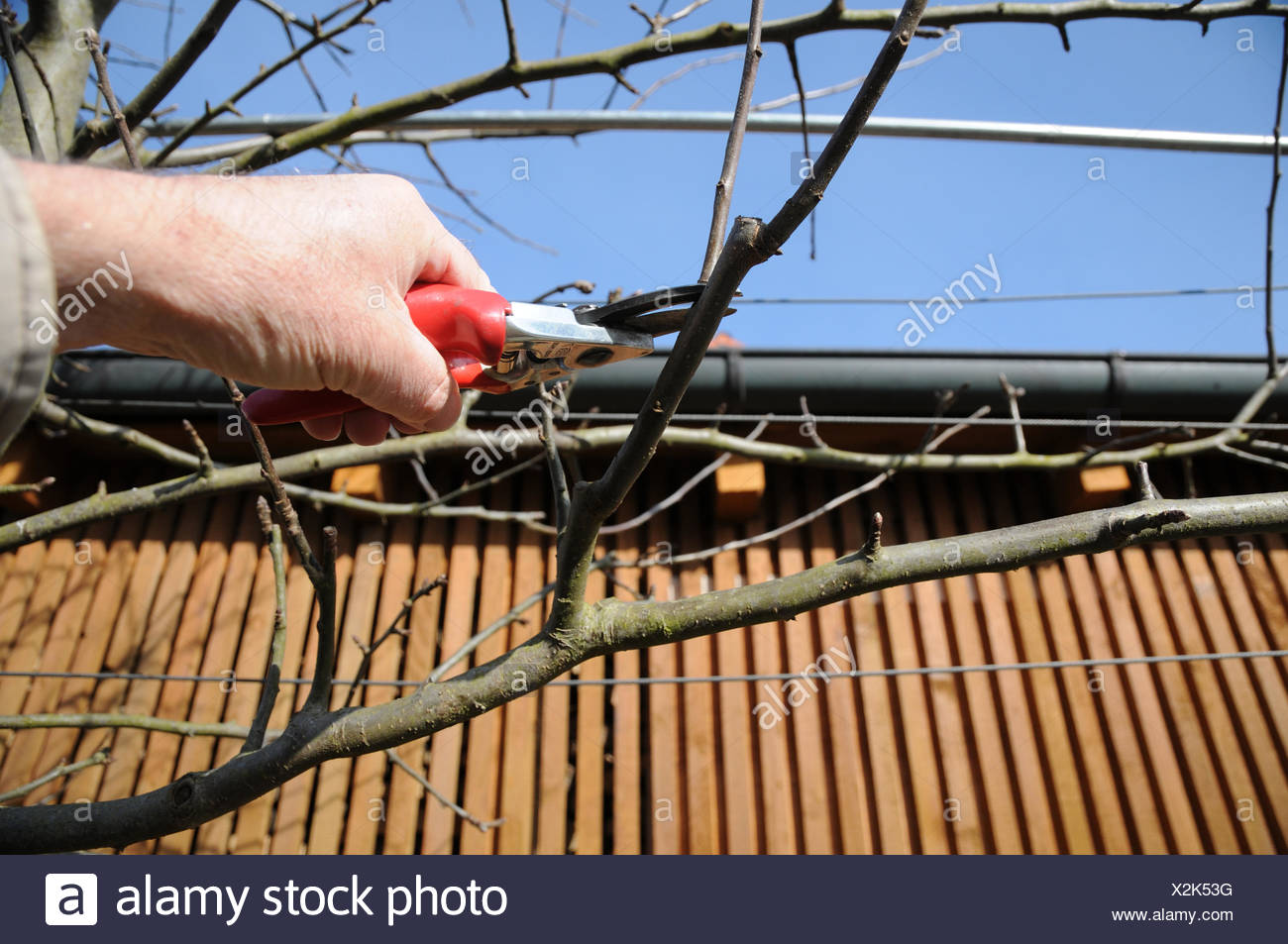 Pruning Espalier Apple Tree High Resolution Stock Photography and ...