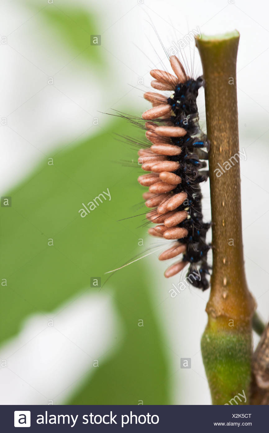 Braconid High Resolution Stock Photography and Images - Alamy
