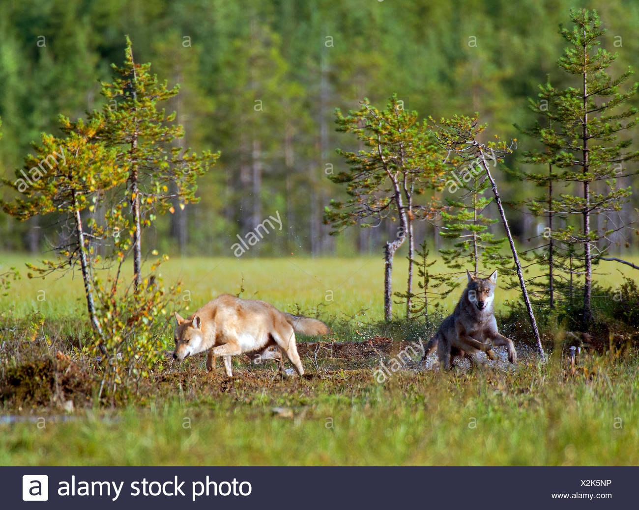 Europaeischer Grauwolf High Resolution Stock Photography and Images - Alamy