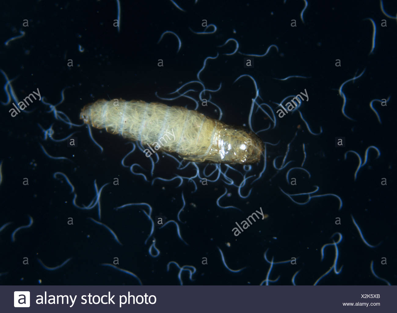 Sciarid Fly Stock Photos & Sciarid Fly Stock Images - Alamy