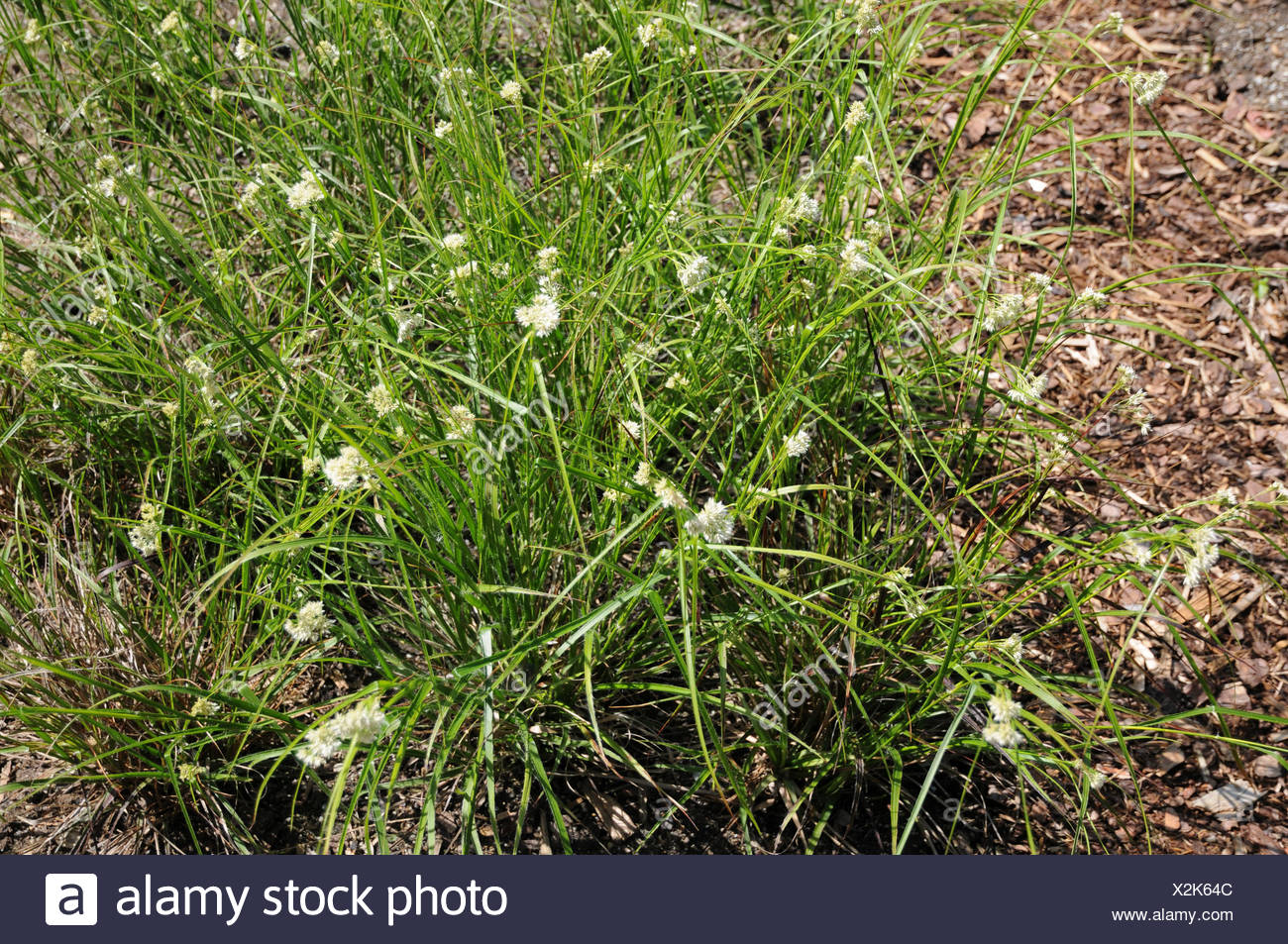 Snowy Wood Rush Stock Photos & Snowy Wood Rush Stock Images - Alamy