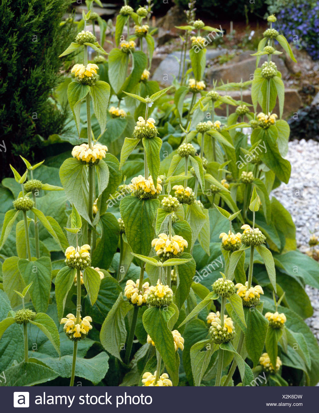 Phlomis Samia High Resolution Stock Photography and Images - Alamy