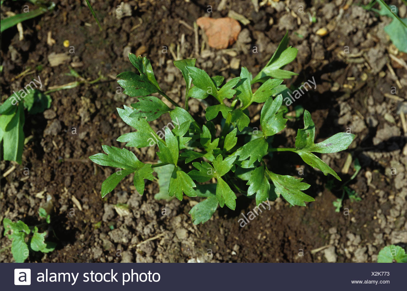 Corn Buttercup High Resolution Stock Photography and Images - Alamy