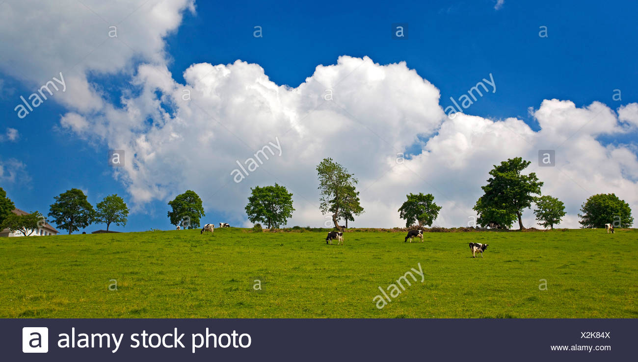 Domestic Cattle Bos High Resolution Stock Photography and Images - Alamy